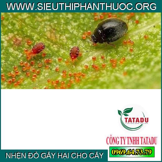 AGROMECTIN 6.0EC - THUỐC ĐẶC TRỊ CÁC LOẠI NHỆN GÂY HẠI CHO CÂY TRỒNG ...