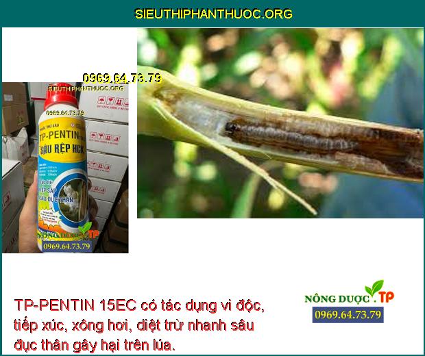 TP-PENTIN 15EC HIỆU SÂU RỆP HCK- Thuốc Đặc Trị Rệp Sáp, Sâu Đục Thân ...