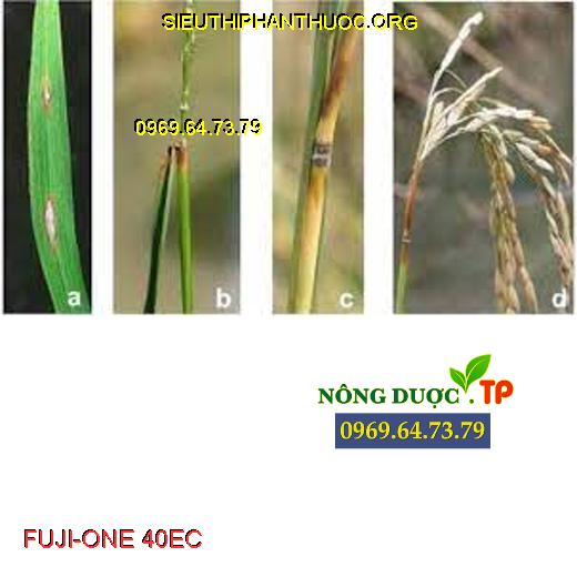 FUJI-ONE 40EC - Đặc Trị Đạo Ôn Lá, Cổ Bông, Ức Chế Lây Nhiễm - SIÊU THỊ ...