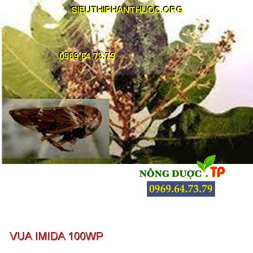 VUA IMIDA 100WP - Đặc Trị Rầy - Bọ Nhảy - Bọ Trĩ - Rệp Sáp - Bọ Phấn ...