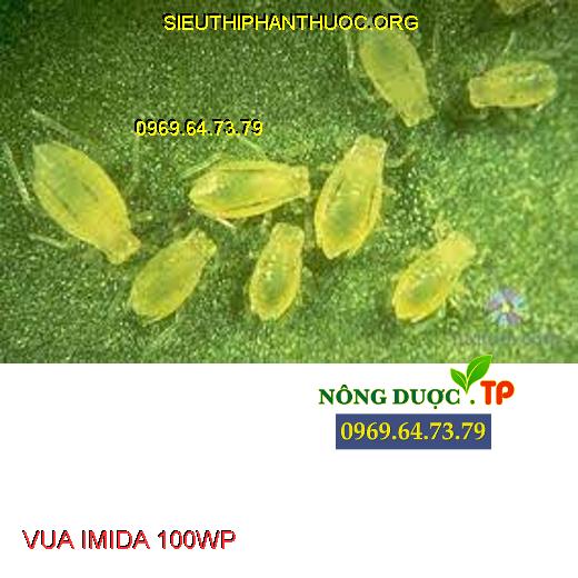 VUA IMIDA 100WP - Đặc Trị Rầy - Bọ Nhảy - Bọ Trĩ - Rệp Sáp - Bọ Phấn ...