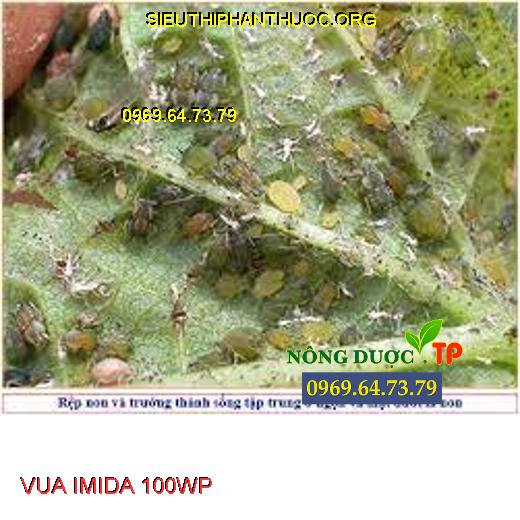 VUA IMIDA 100WP - Đặc Trị Rầy - Bọ Nhảy - Bọ Trĩ - Rệp Sáp - Bọ Phấn ...