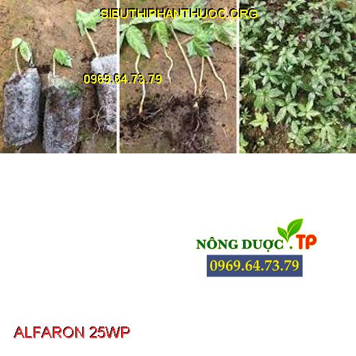 ALFARON 25WP - Trừ Nấm Bệnh, Bệnh Khô Vằn, Chết Rạp Cây Con - SIÊU THỊ ...