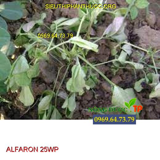 ALFARON 25WP - Trừ Nấm Bệnh, Bệnh Khô Vằn, Chết Rạp Cây Con - SIÊU THỊ ...