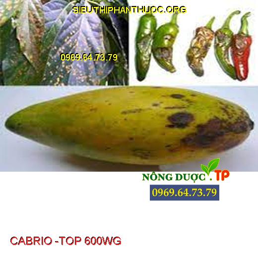 CABRIO-TOP 600WG - Đặc Trị Sương Mai, Mốc Sương, Rỉ Sắt, Thán Thư, Ghẻ ...