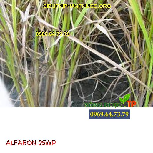 ALFARON 25WP - Trừ Nấm Bệnh, Bệnh Khô Vằn, Chết Rạp Cây Con - SIÊU THỊ ...