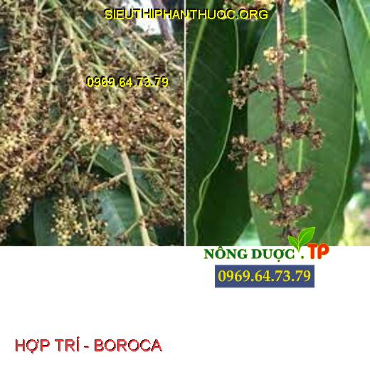 HỢP TRÍ - BOROCA -Chống Rụng Hoa Trái Non, Chống Nứt Trái, Hạn Chế Xơ ...