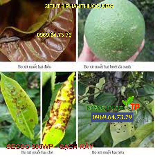 SECSO 500WP SẠCH RẦY - Đặc Trị Bọ Xít Muỗi, Rầy Chết Nhanh - SIÊU THỊ ...
