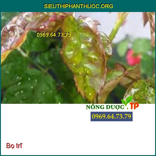 BISECTOR 500EC CHÚA RẦY XANH - Đặc Trị Rầy Xanh, Bọ Trĩ, Rầy Nâu, Bọ ...