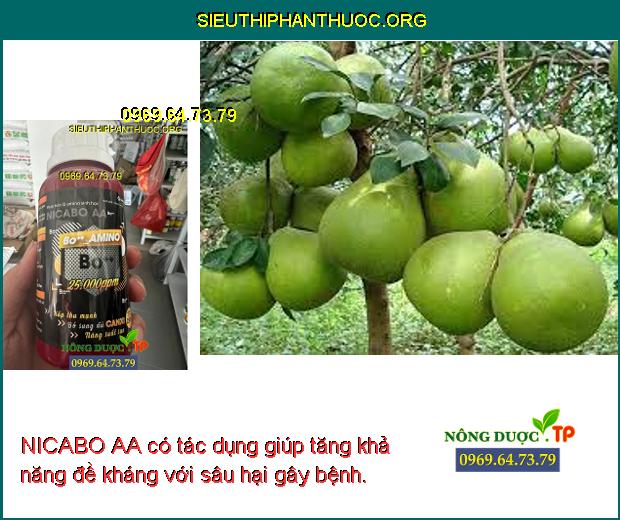 NICABO AA- Amino Sinh Học, Bổ Sung Canxi, Bo và Khoáng Chất Khác - SIÊU ...