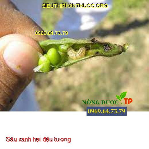 TALSTAR 25EC- Đặc Trị Các Loại Sâu Xanh, Bọ Xít Muỗi Hại Điều - SIÊU ...