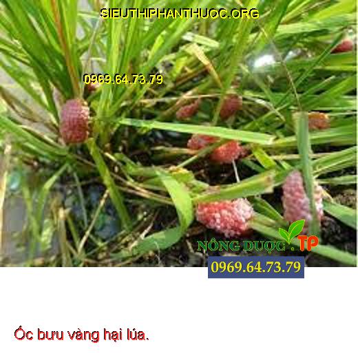 ANHEAD 12GR- Thuốc Trừ Ốc Bưu Vàng Hại Lúa - SIÊU THỊ PHÂN THUỐC