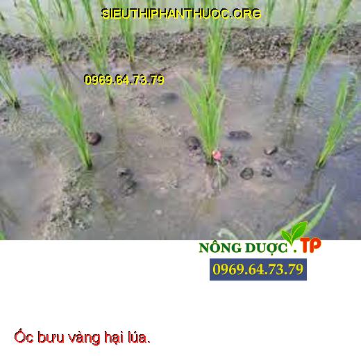 ANHEAD 12GR- Thuốc Trừ Ốc Bưu Vàng Hại Lúa - SIÊU THỊ PHÂN THUỐC