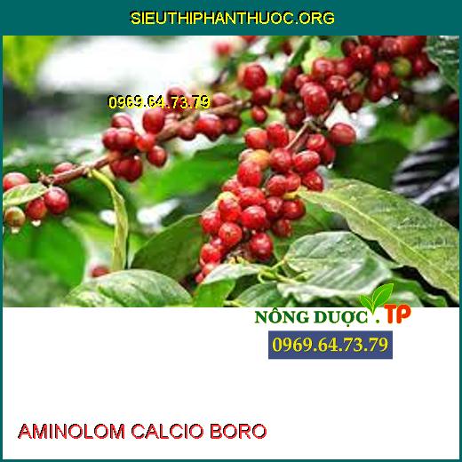 AMINOLOM CALCIO BORO+ -Thân Chắc Khỏe, Lá Xanh Dày, Chống Rụng Trái ...