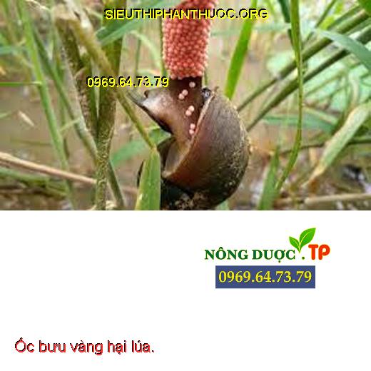 ANHEAD 12GR- Thuốc Trừ Ốc Bưu Vàng Hại Lúa - SIÊU THỊ PHÂN THUỐC