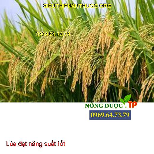 ANHEAD 12GR- Thuốc Trừ Ốc Bưu Vàng Hại Lúa - SIÊU THỊ PHÂN THUỐC