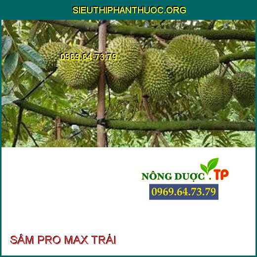 SÂM PRO MAX TRÁI - Nở Trái, Xanh Gai, Dai Cuốn Chuyên Sầu Riêng - SIÊU ...