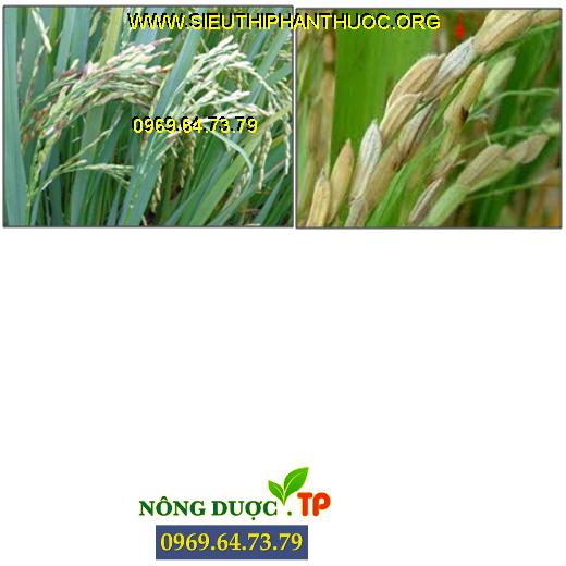 WUSSO- Đặc Trị Rầy Trên Lúa Và Cà Phê - SIÊU THỊ PHÂN THUỐC