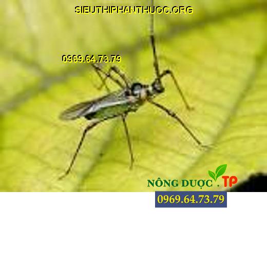 SIÊU DIỆT BỌ XÍT MUỖI GOLD- Đặc Trị Bọ Xít Muỗi, Bọ Trĩ, Sâu Đục Quả ...