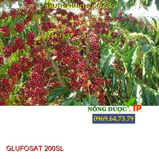 GLUFOSAT 200SL- Thuốc Đặc Trị Cỏ Hòa Bản, Cỏ Lá Rộng, Các Loại Cỏ Đã ...