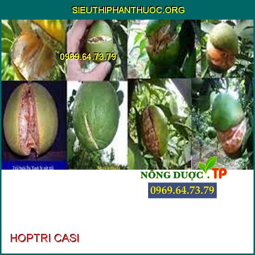 HOPTRI CASI- Cứng Cây, Đứng Lá, Xanh Cành, Tăng Sức Đề Kháng Chống Lại ...