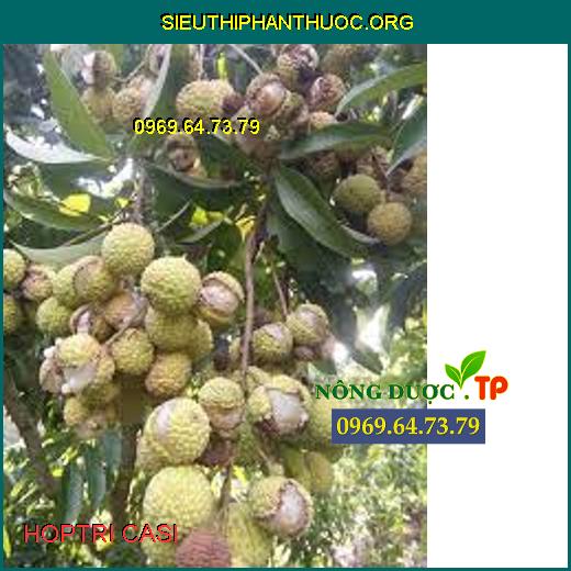 HOPTRI CASI- Cứng Cây, Đứng Lá, Xanh Cành, Tăng Sức Đề Kháng Chống Lại ...