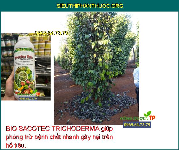 BIO SACOTEC TRICHO BIO TRICHODERMA NẤM ĐỐI KHÁNG - Cải Tạo Đất, Ngăn ...