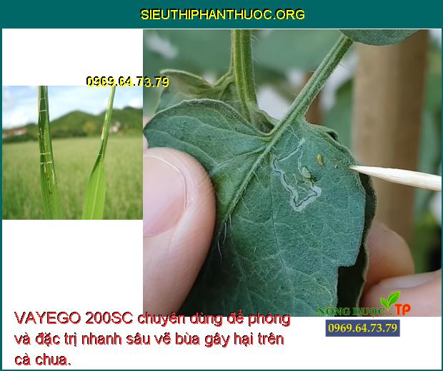 VAYEGO 200SC - Đặc Trị Sâu Hại Trên Lúa, Cây Ăn Trái, Rau Và Cây Công ...