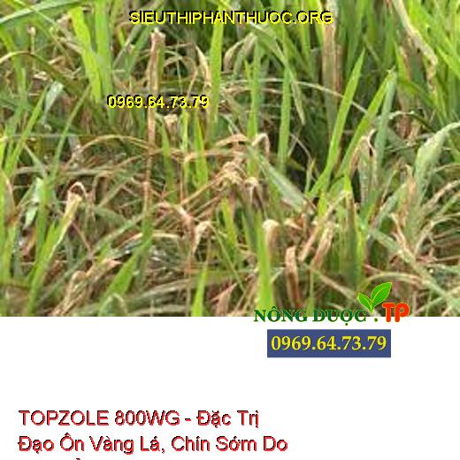 TOPZOLE 800WG - Đặc Trị Đạo Ôn Vàng Lá, Chín Sớm Do Vi Khuẩn - SIÊU THỊ ...