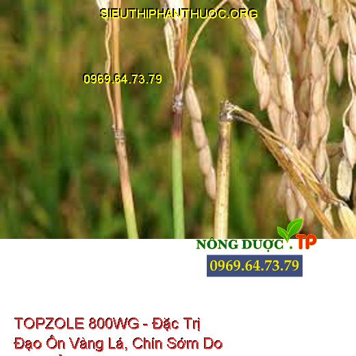 TOPZOLE 800WG - Đặc Trị Đạo Ôn Vàng Lá, Chín Sớm Do Vi Khuẩn - SIÊU THỊ ...