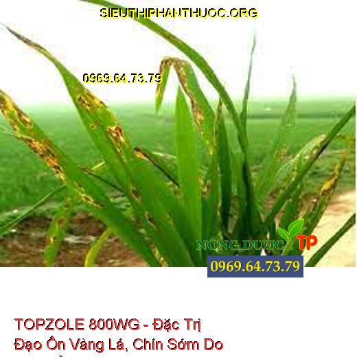 TOPZOLE 800WG - Đặc Trị Đạo Ôn Vàng Lá, Chín Sớm Do Vi Khuẩn - SIÊU THỊ ...