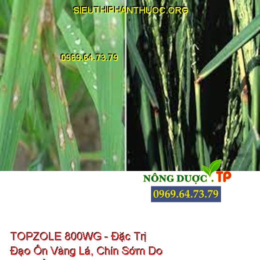TOPZOLE 800WG - Đặc Trị Đạo Ôn Vàng Lá, Chín Sớm Do Vi Khuẩn - SIÊU THỊ ...