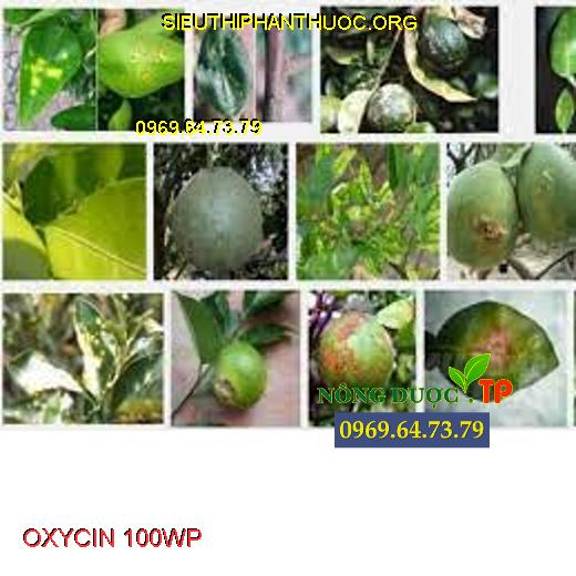 OXYCIN 100WP- Đặc Trị Bệnh Do Vi Khuẩn, Thối Nhũn Trên Bắp Cải - SIÊU ...