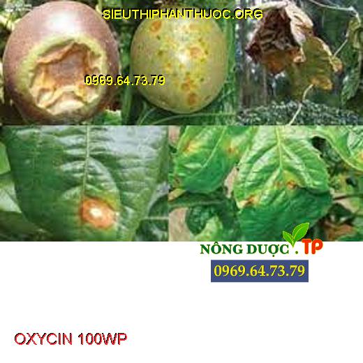 OXYCIN 100WP- Đặc Trị Bệnh Do Vi Khuẩn, Thối Nhũn Trên Bắp Cải - SIÊU ...