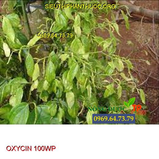 OXYCIN 100WP- Đặc Trị Bệnh Do Vi Khuẩn, Thối Nhũn Trên Bắp Cải - SIÊU ...