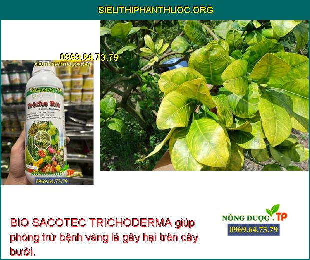 BIO SACOTEC TRICHO BIO TRICHODERMA NẤM ĐỐI KHÁNG - Cải Tạo Đất, Ngăn ...