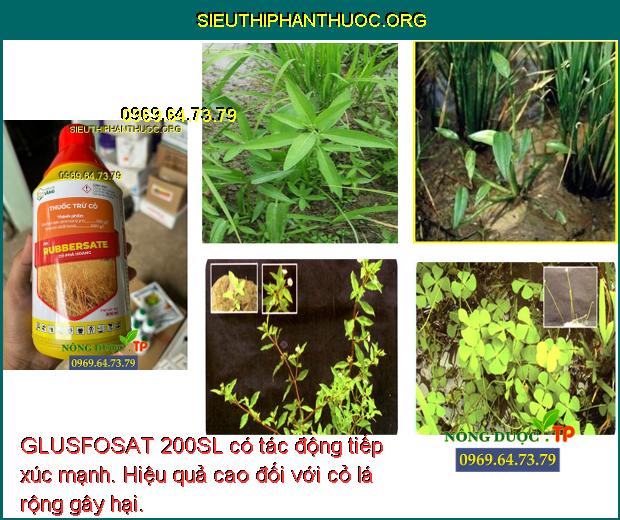 GLUSFOSAT 200SL RUBBERSATE CỎ PHÁ HOANG - Thuốc Trừ Cỏ Không Chọn Lọc ...