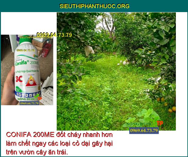 THUỐC TRỪ CỎ CONIFA 200ME - Đặc Trị Cỏ Mần Trầu, Cỏ Tranh, Cỏ Chỉ, Cỏ ...