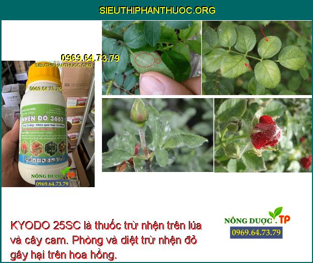 KYODO 25SC NHỆN ĐỎ 3662 - Đặc Trị Nhện, Mát Bông, Chống Rụng Trái Non ...