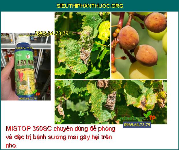 THUỐC TRỪ BỆNH MISTOP 350SC AZO GOLD PLUS 555 - Đặc Trị Thán Thư, Phấn ...