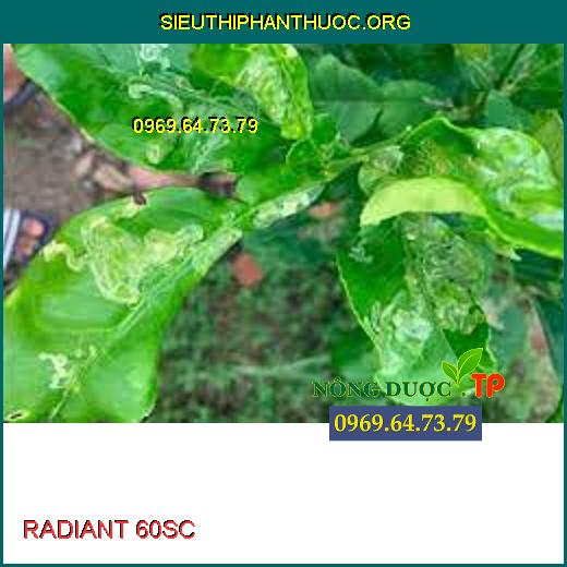 RADIANT 60SC - Đặc Trị Bọ Trĩ Và Sâu, Rầy Khó Trị Trên Cây Trồng - SIÊU ...