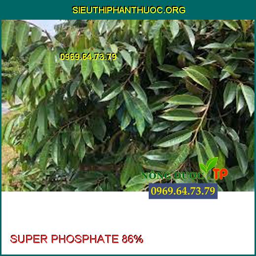 SUPER PHOSPHATE 86% - Chuyên Tạo Mầm Hoa Vụ Nghịch, Ức chế ngọn, Hạn ...