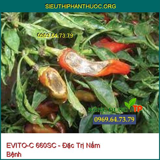 EVITO-C 660SC - Đặc Trị Nấm Bệnh, Xanh Cây, Đẹp Quả, Đốm Nâu Trên Thanh ...