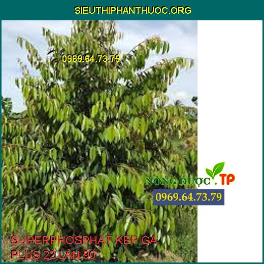 PHÂN SUPERPHOSPHAT KÉP GA PLUS 22 LÂN 90 - Kích Vọt Hoa, Kích Thích Mầm ...