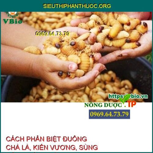 CÁCH PHÂN BIỆT KIẾN VƯƠNG, SÙNG ĐẤT, ĐUÔNG DỪA - SIÊU THỊ PHÂN THUỐC