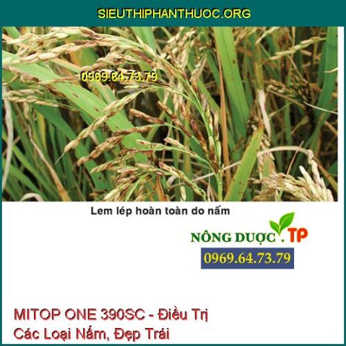Thuốc Trừ Bệnh MITOP ONE 390SC - Điều Trị Các Loại Nấm, Đẹp Trái- Bóng ...