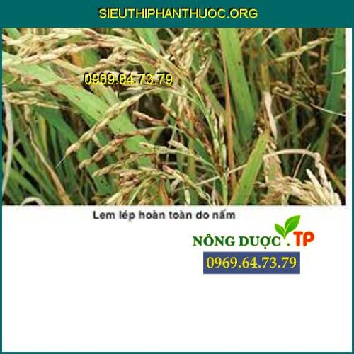 Top 12 Bệnh Hại Cây Trồng Và thuốc Đặc Trị hiệu quả Nhất P.10 den ...