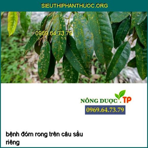 Kỹ thuật quản lý bệnh đốm rong trên cây ăn trái - SIÊU THỊ PHÂN THUỐC