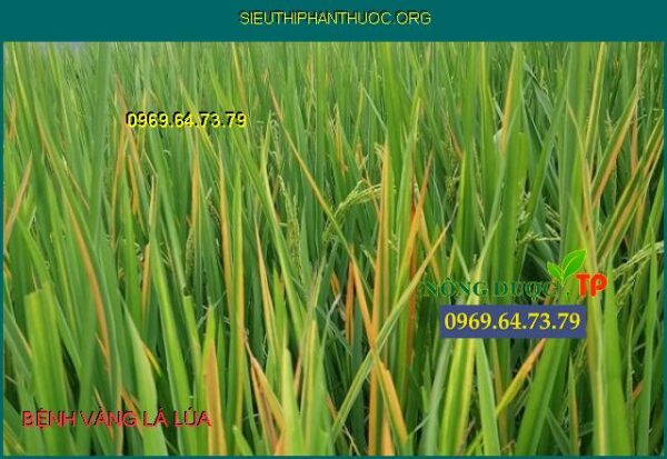 Bệnh Vàng Lá Lúa Và Top 15 Thuốc Đặc Trị Tốt Nhất. - SIÊU THỊ PHÂN THUỐC