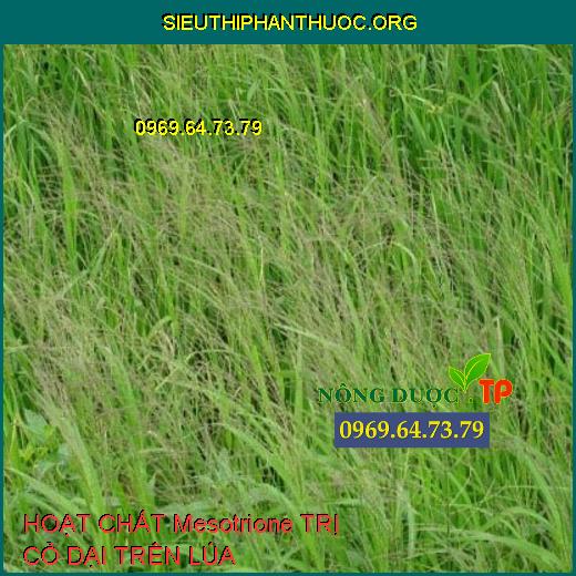 Top 4 Những loại thuốc có chứa hoạt chất Mesotrione . - SIÊU THỊ PHÂN THUỐC